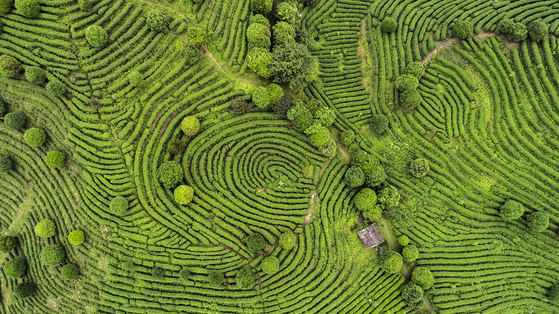 Sri Lanka; hét onontdekte paradijs - YAXA Reizen